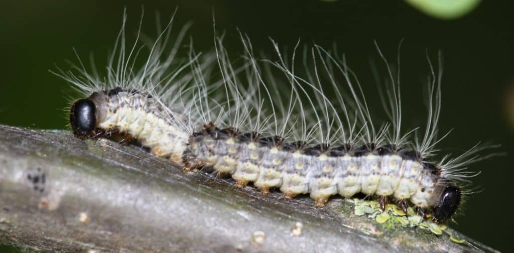 De Eikenprocessierups - LIFE-project Eikenprocessierups